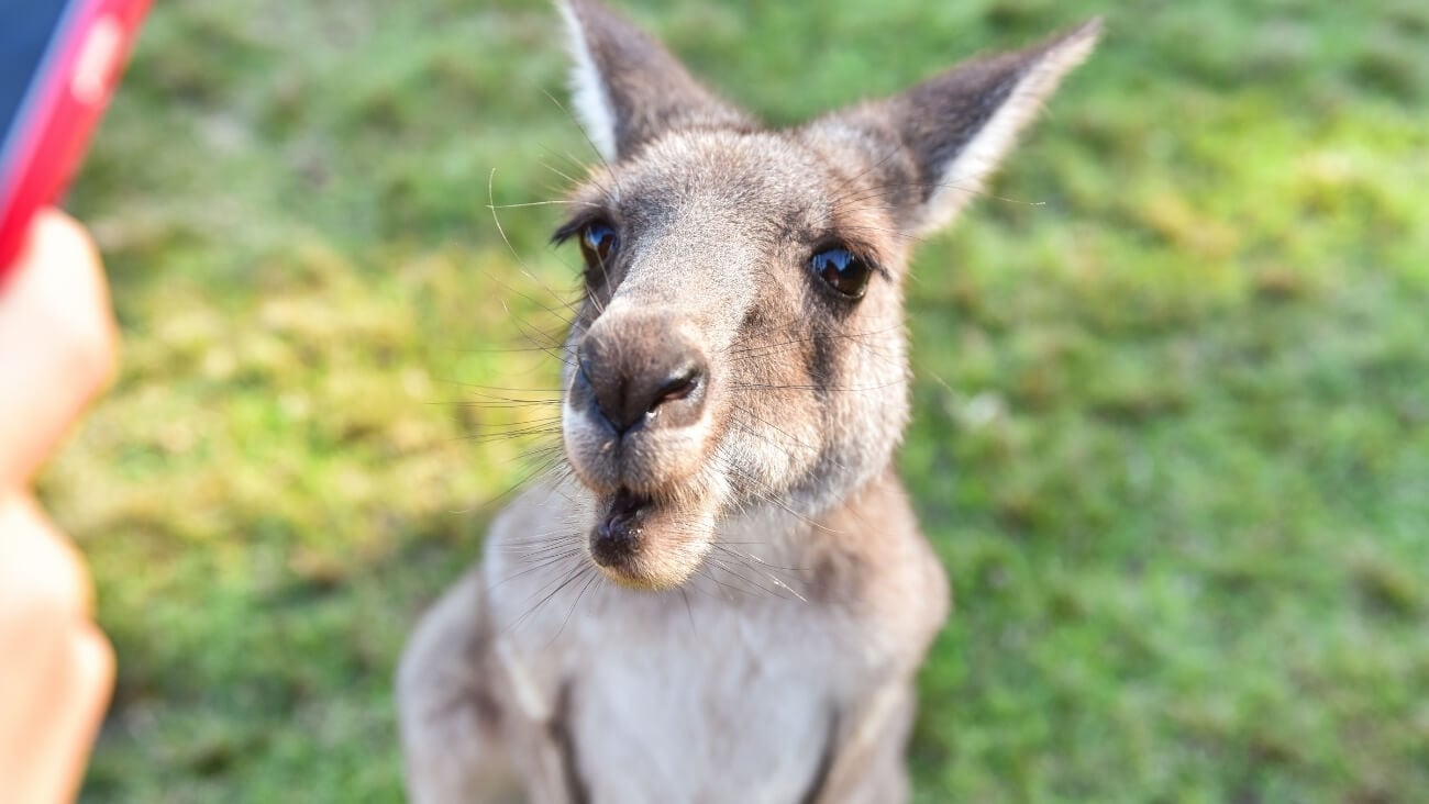 Lendlease and Optus launch major technology tie-up
